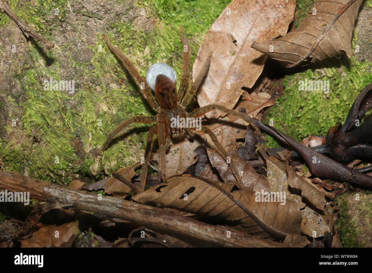 Wolf Spider Costa Rica High Resolution Stock Photography and Images - Alamy
