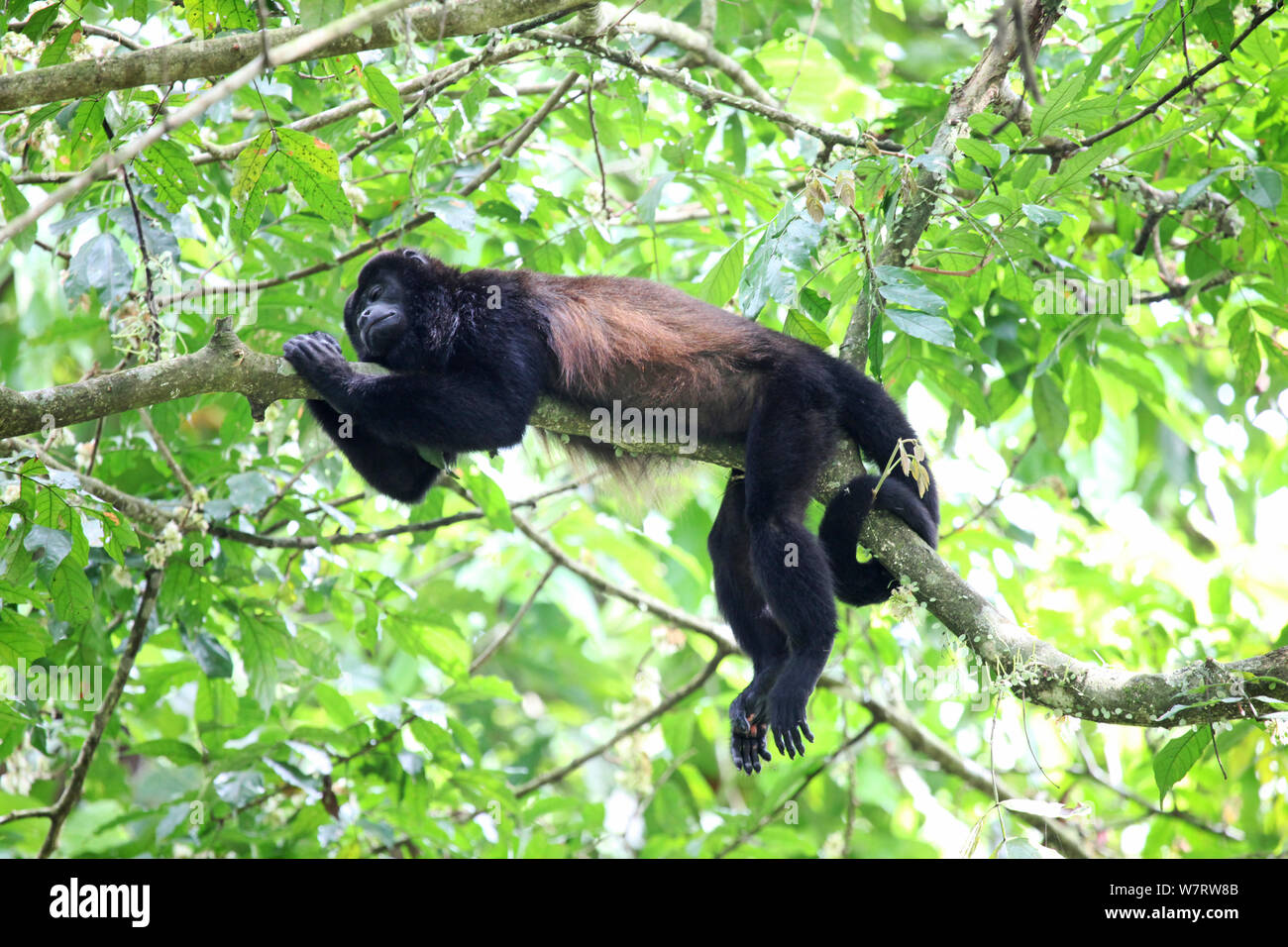 Mantled Howler Monkey (Alouatta palliata) male resting on a branch ...