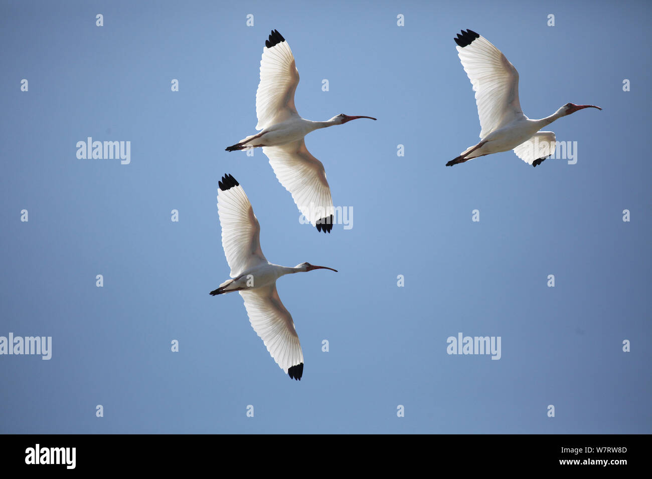 American white ibis flying hi-res stock photography and images - Alamy
