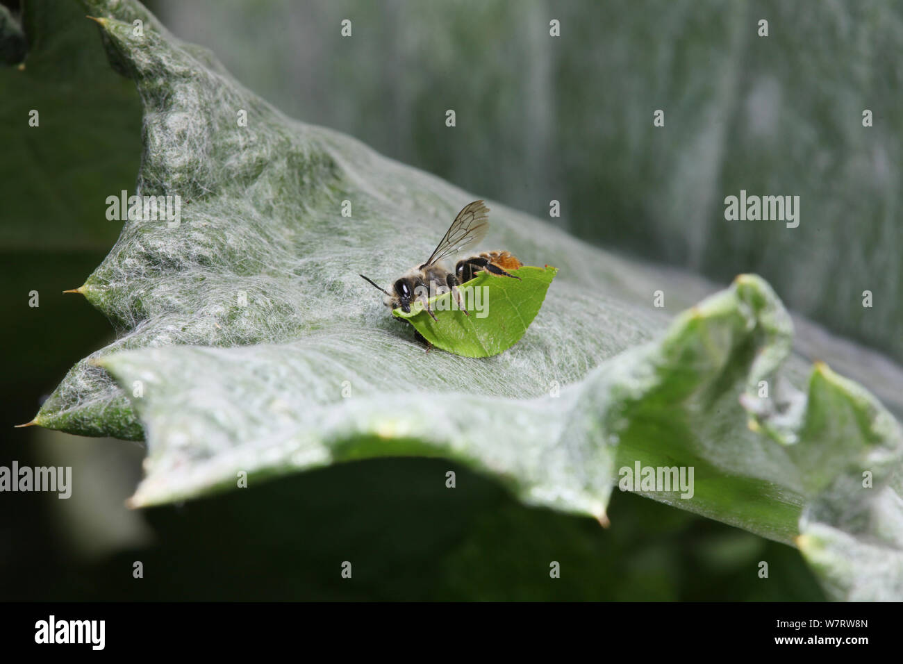 Leaf-cutting Bee (Megachile species) resting with freshly cut leaf ...