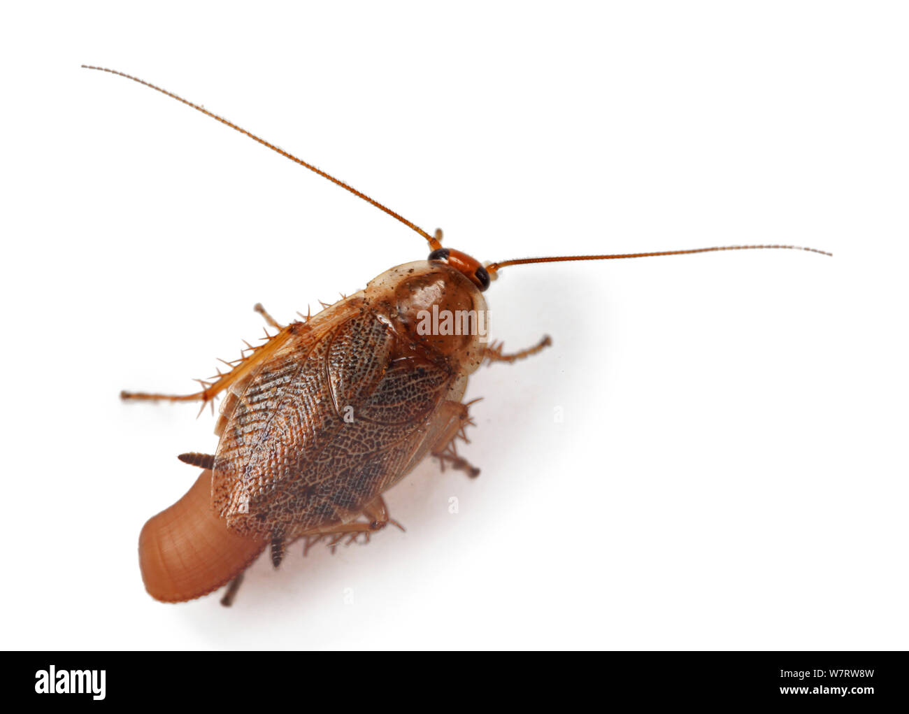 Ootheca High Resolution Stock Photography and Images - Alamy