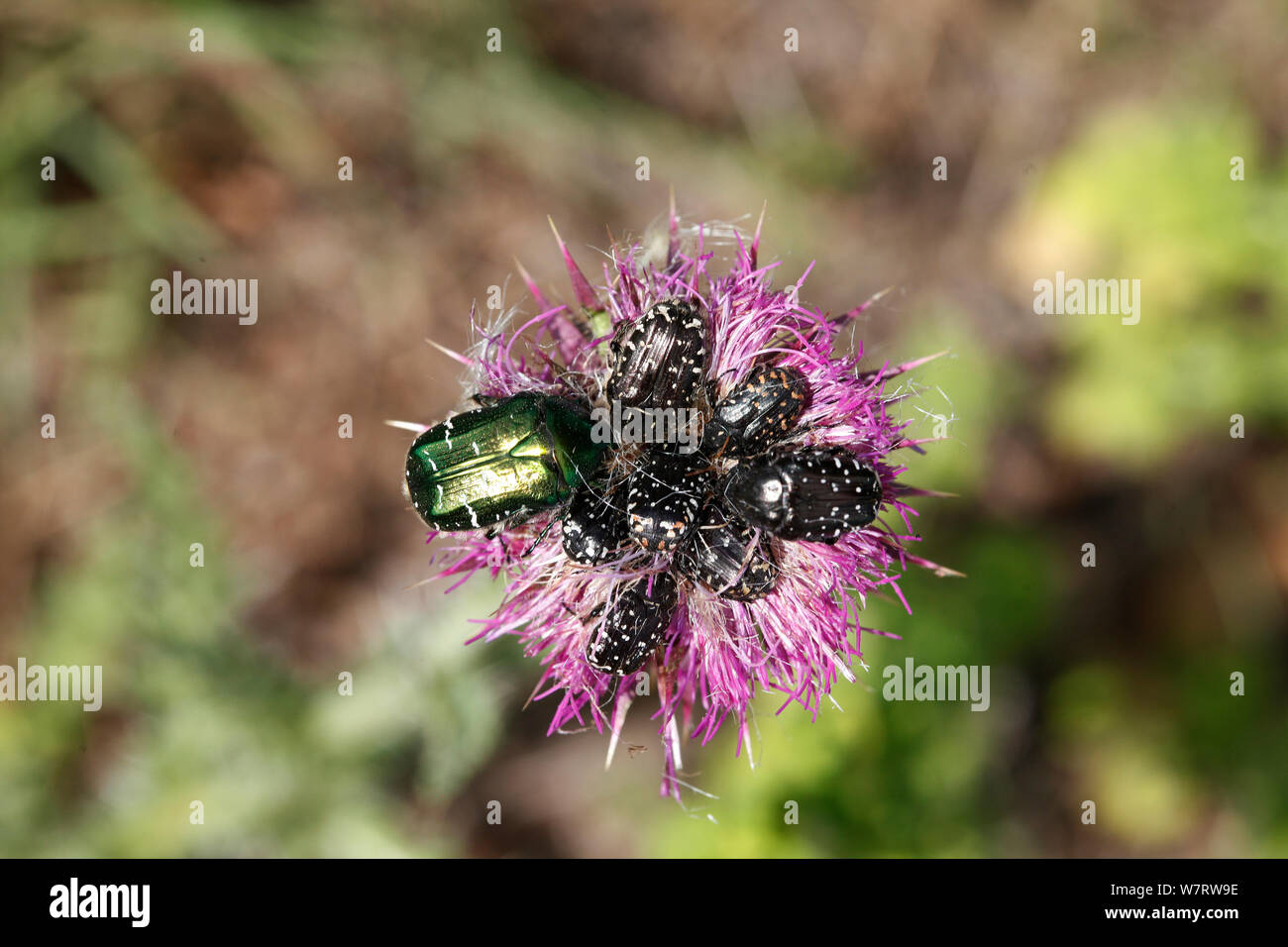 Dotted fruit beetle hi-res stock photography and images - Alamy