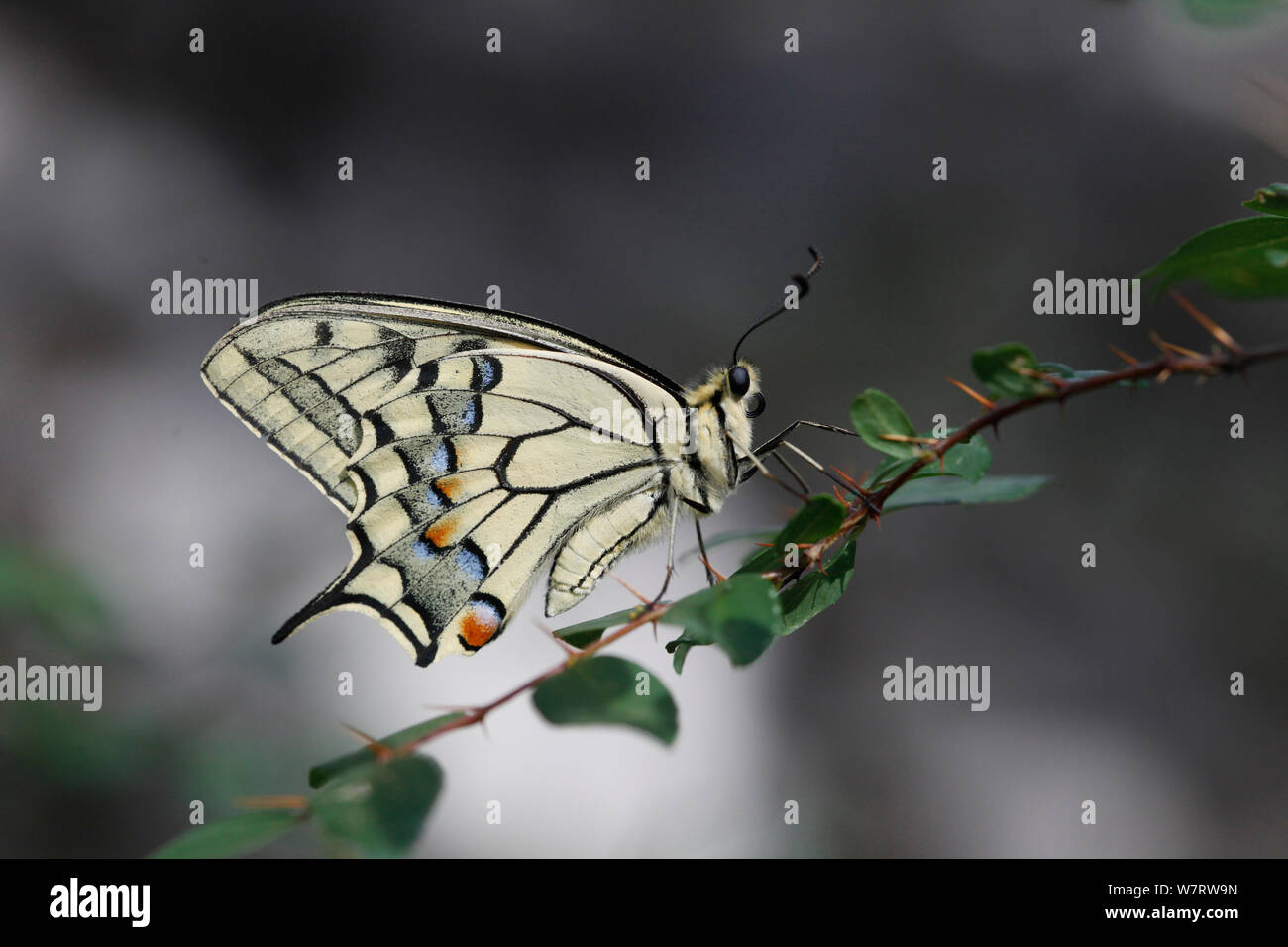 European Swallowtail Butterfly (Papilio machaon) at rest, Croatia, June ...