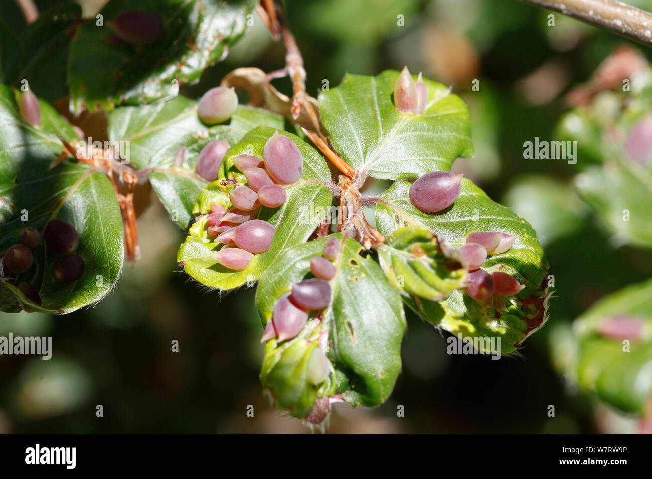 Beech Pouch Gall Midge (Mikiola fagi) galls of beech leaves (Fagus sp ...