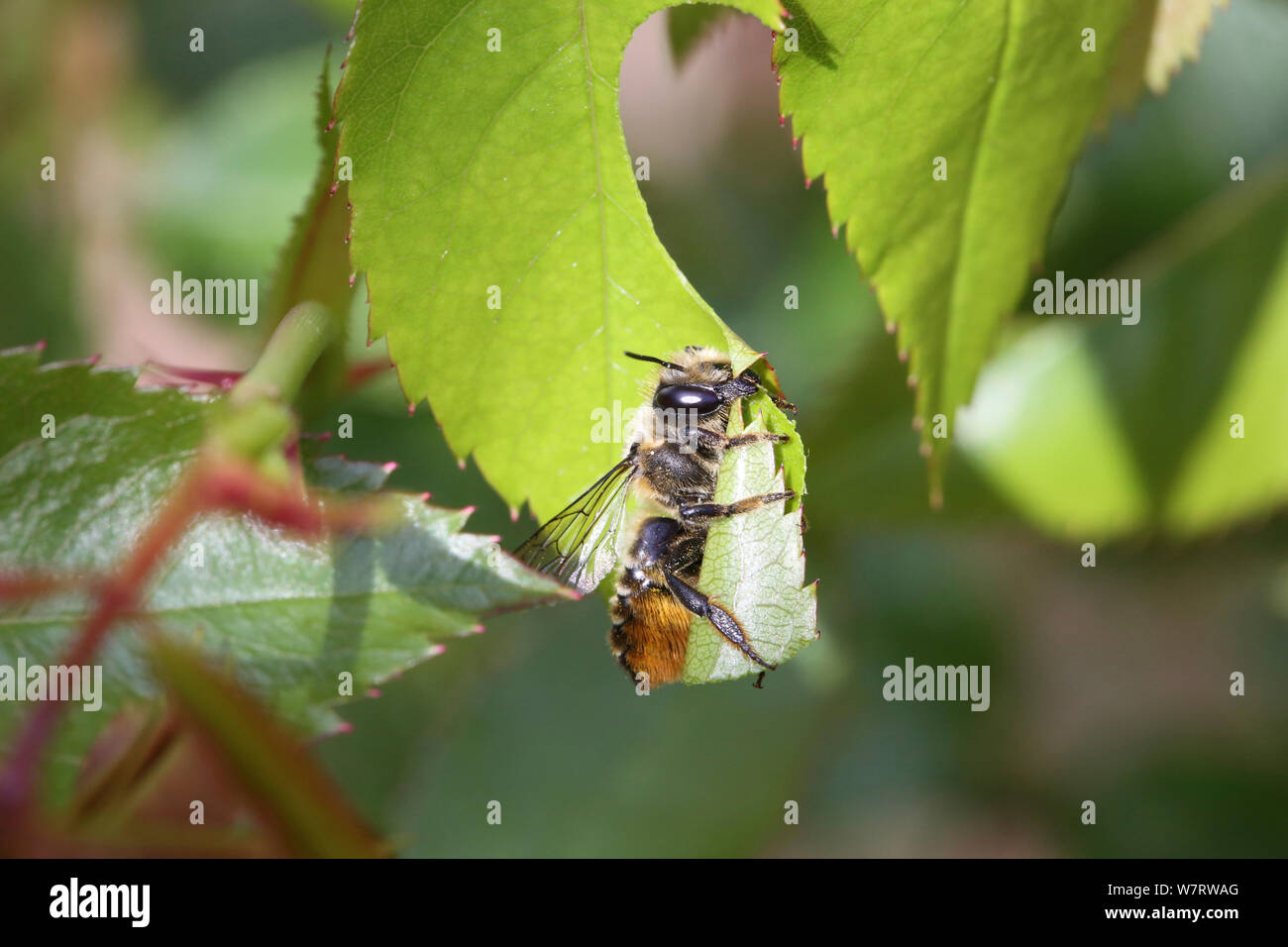 Leaf-cutting Bee (Megachile species) female about to fly off with ...