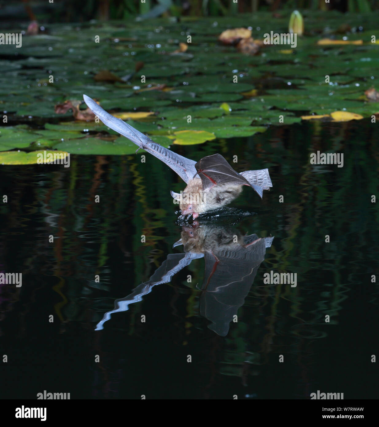 Bat drinking from pond uk hi-res stock photography and images - Alamy