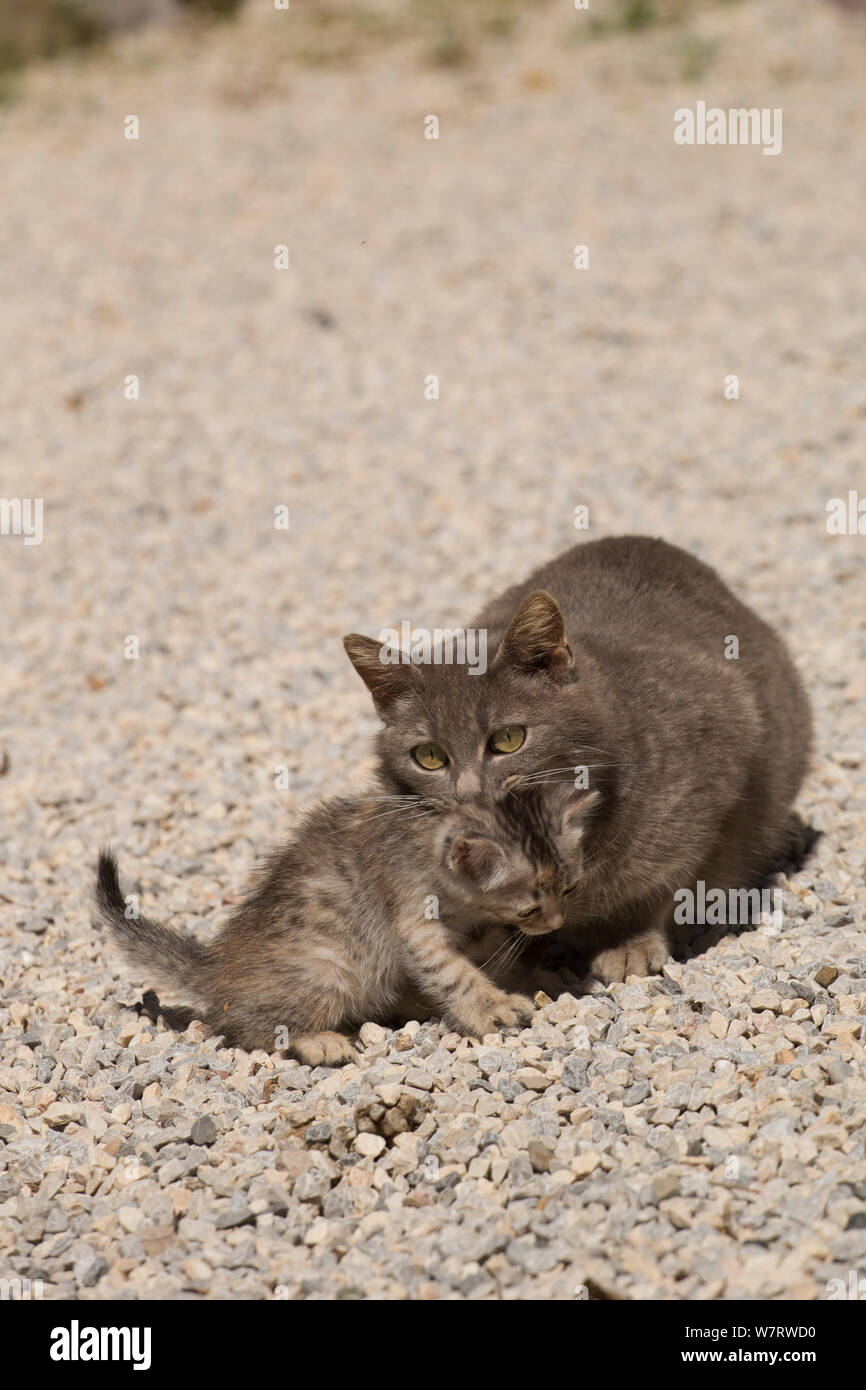 Mother cat grabbing her kitten by the neck, Montepulciano, Tuscany ...