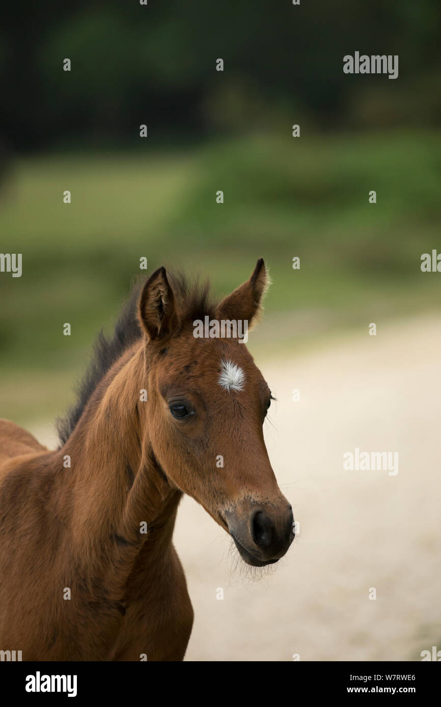 Head portrait of a newborn New Forest colt, in the New Forest National ...
