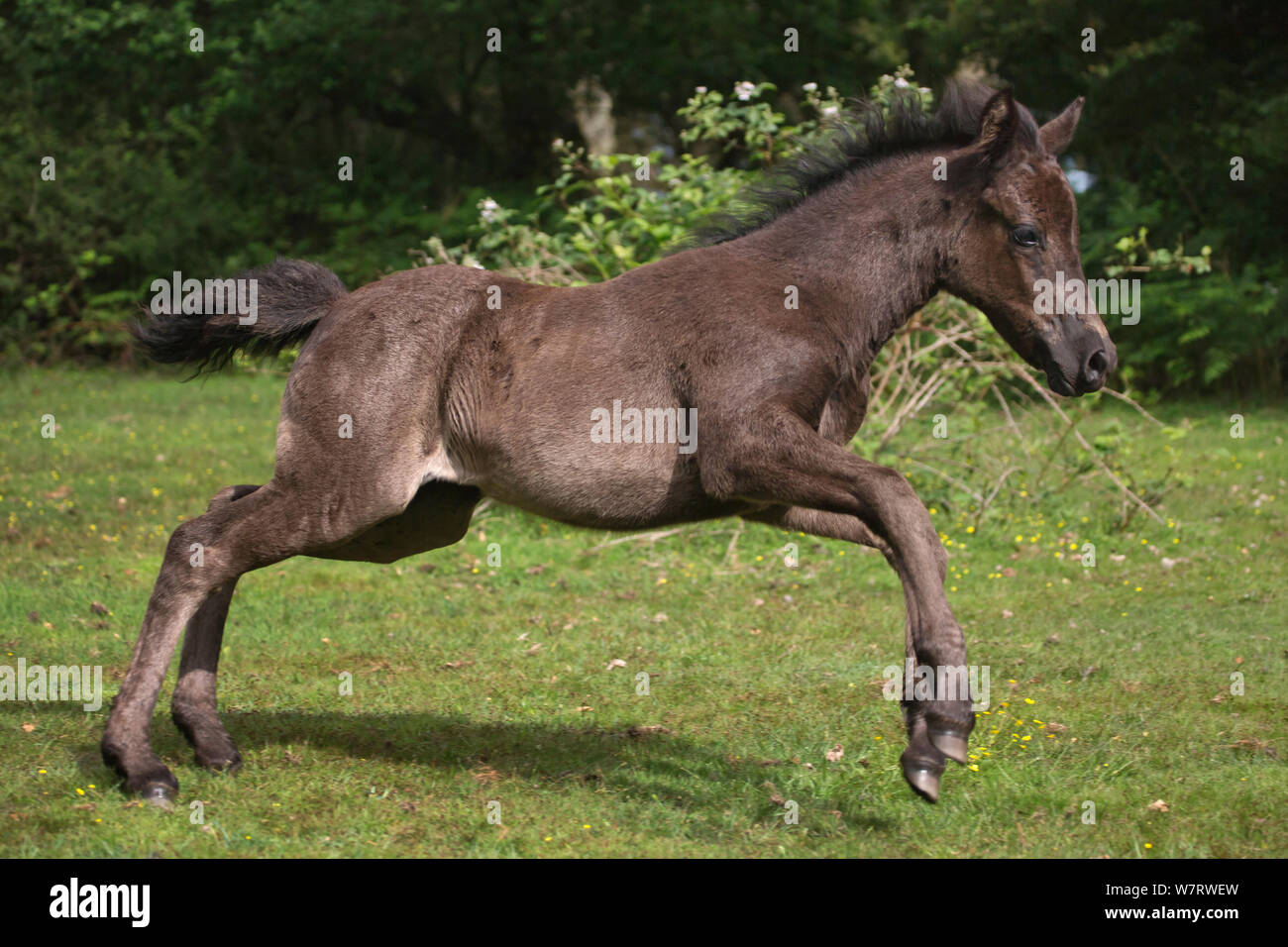 Two week old New Forest filly running, in the New Forest National Park ...