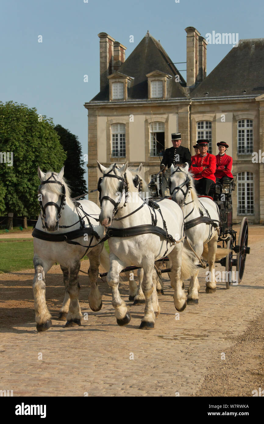 Percheron france hi-res stock photography and images - Alamy