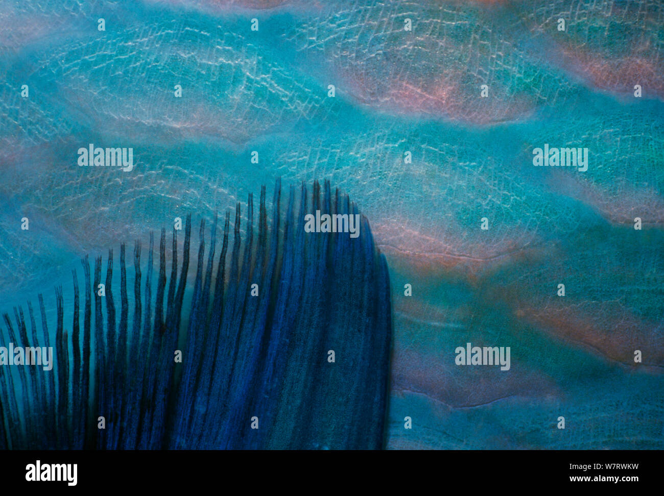 Pectoral flippers hi-res stock photography and images - Alamy