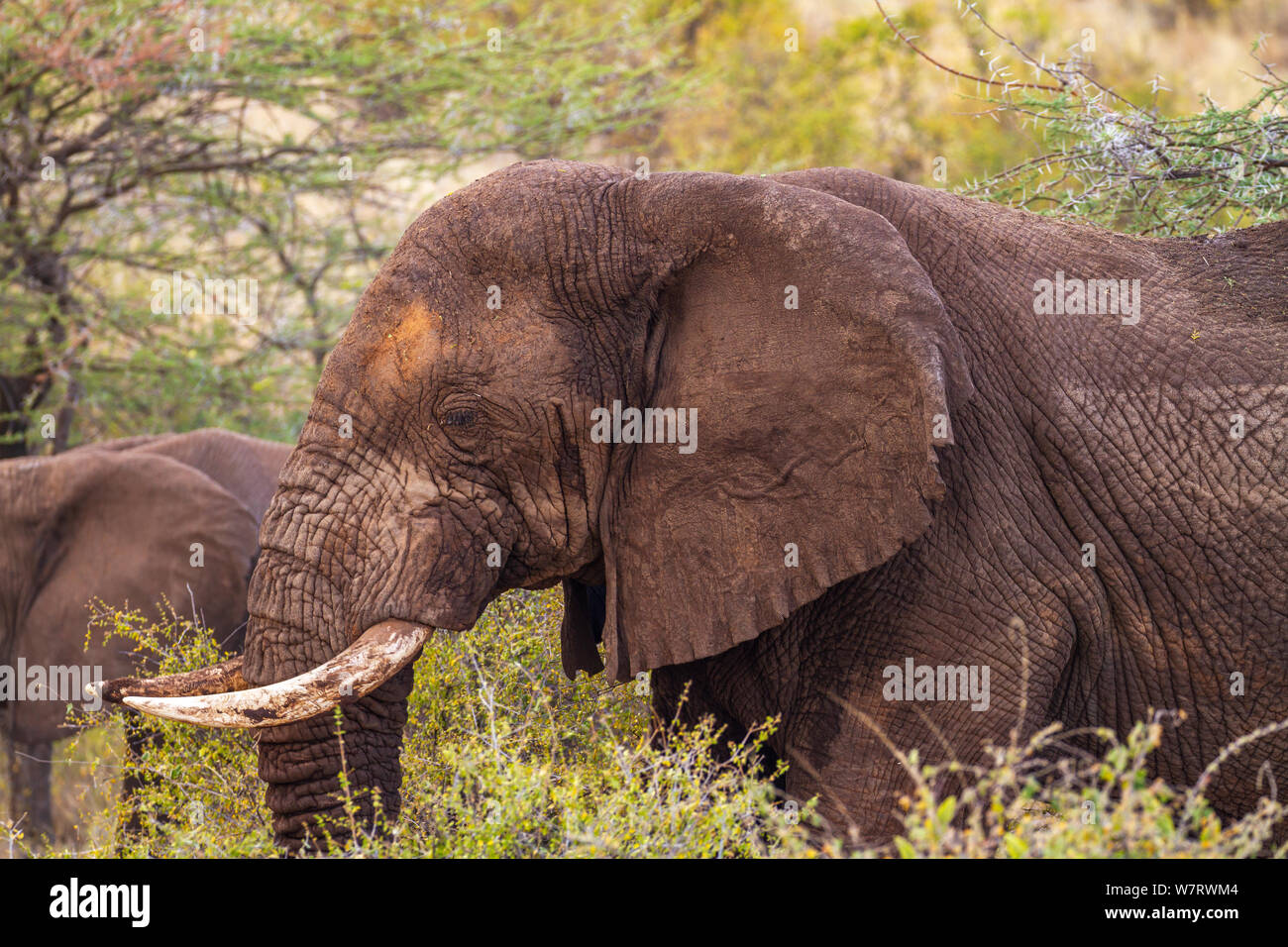 Mud scrub hi-res stock photography and images - Alamy