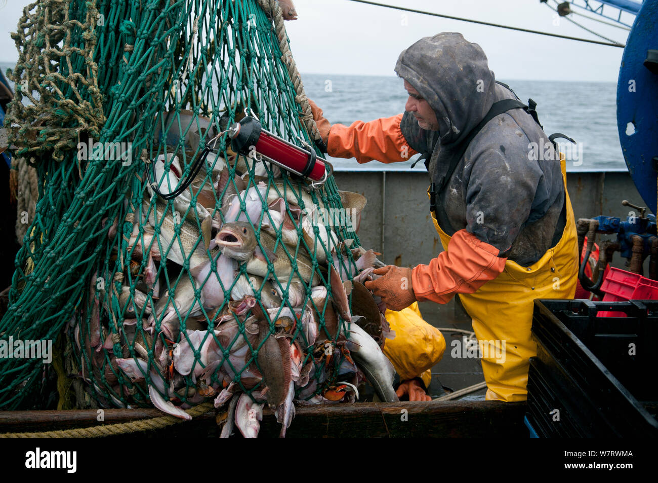 Fishing trawler hauls in net full of Atlantic Cod (Gadus morhua ...