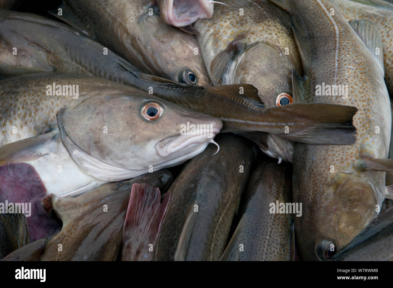 Atlantic Cod (Gadus morhua) on deck of fishing trawler. Stellwagen ...