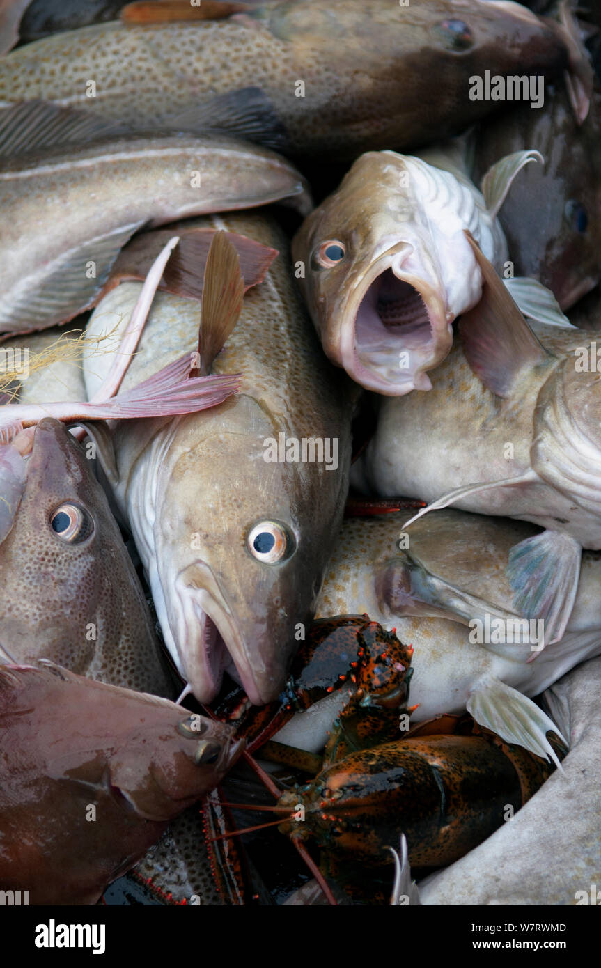 Nephropidae hi-res stock photography and images - Alamy