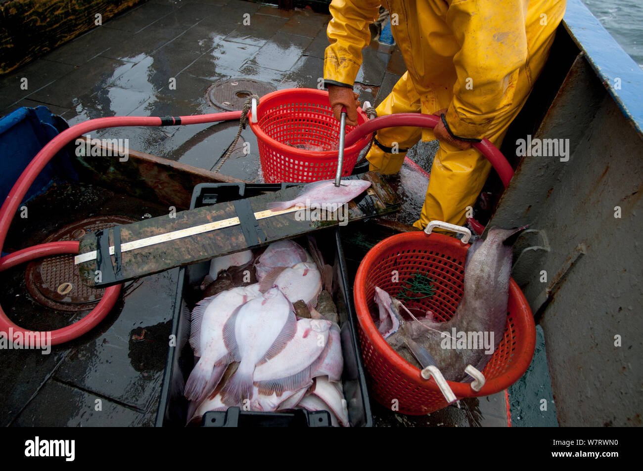 Fisherman measures undersized Yellowtail Flounder (Limanda ferruginea ...