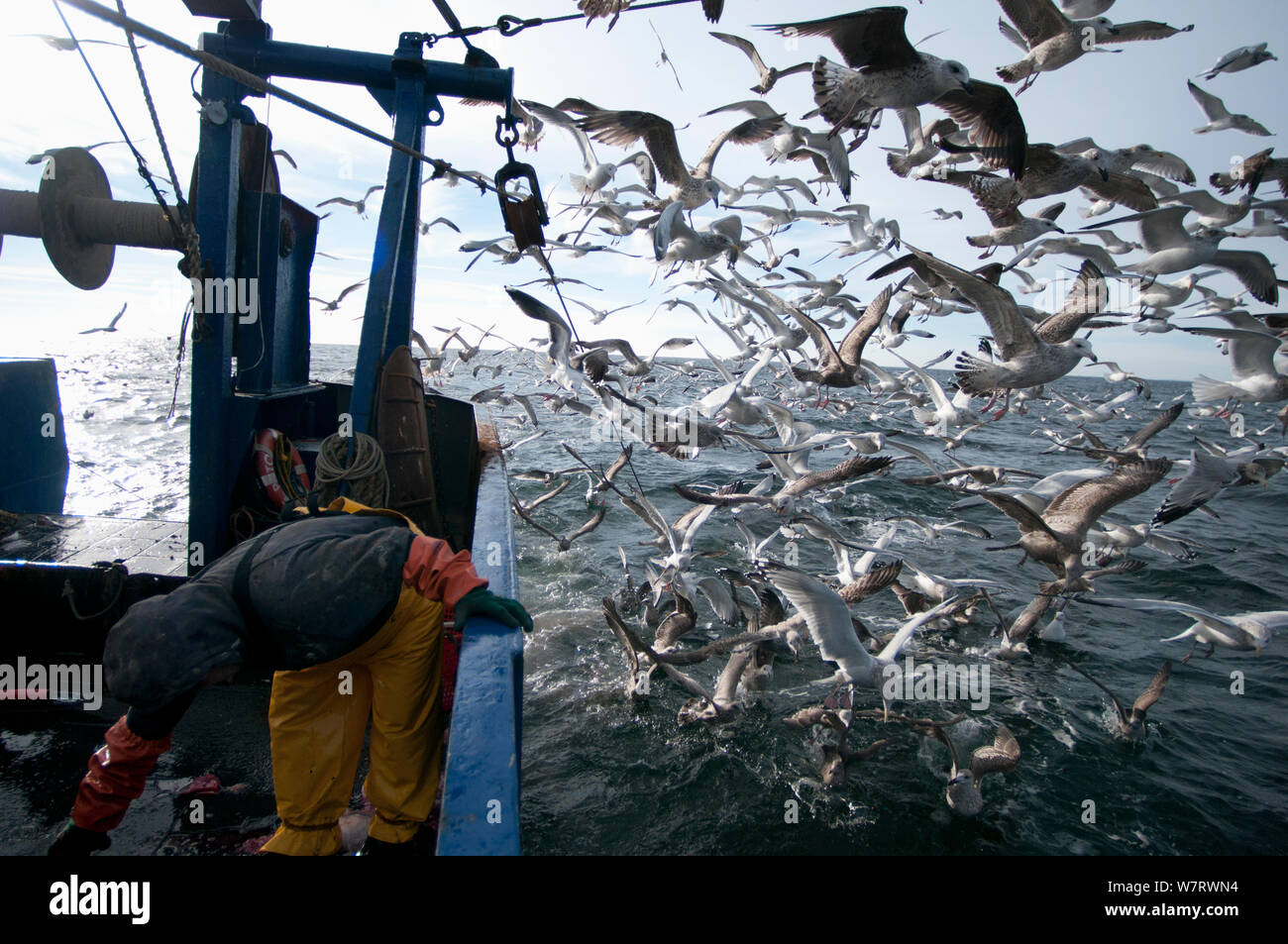 Bycatch fishing hi-res stock photography and images - Alamy