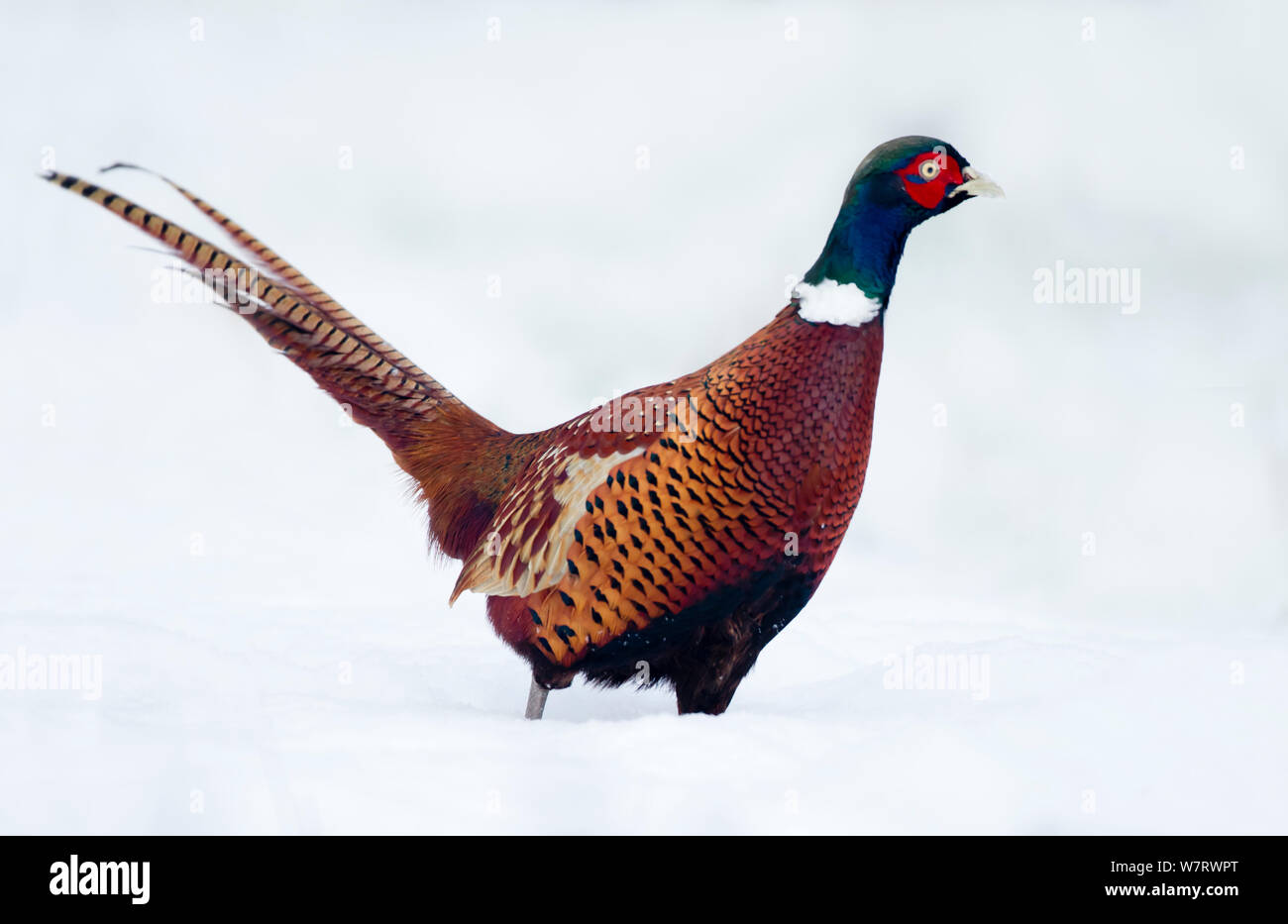 Yorkshire garden birds hi-res stock photography and images - Alamy