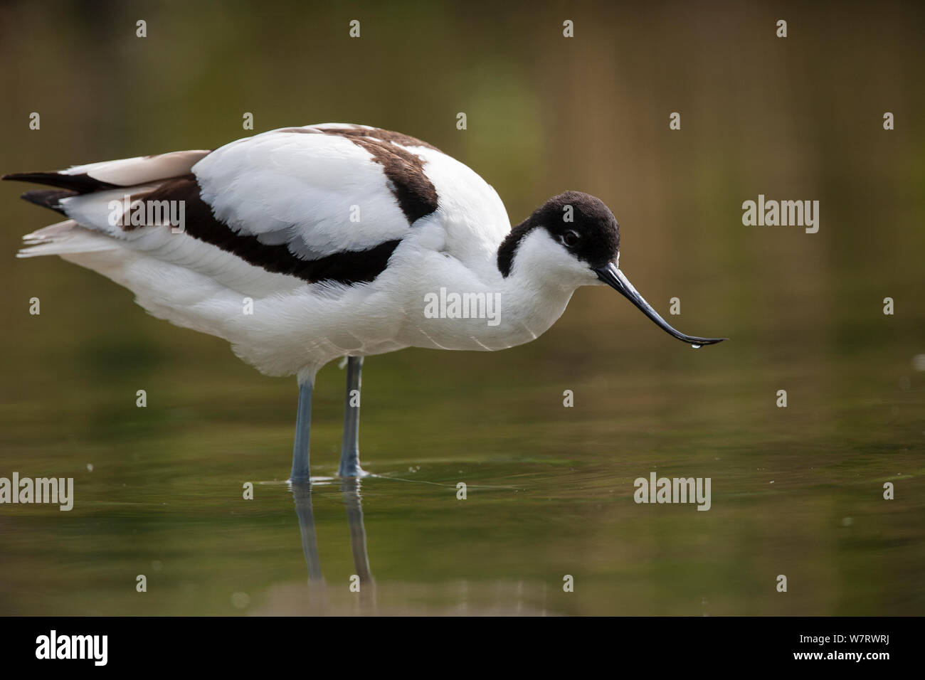 Avocet (Recurvirostra avosetta), Vogelpark Marlow, Germany, May ...