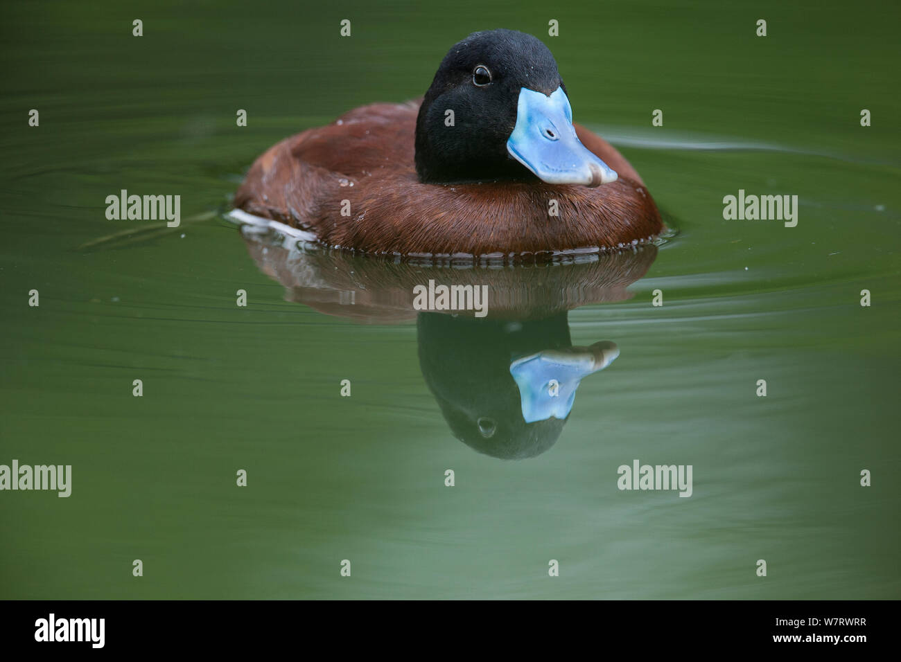 Male Lake duck (Oxyura vittata), Vogelpark Marlow, Germany, May ...