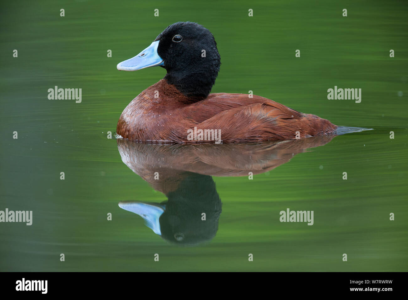 Male Lake duck (Oxyura vittata), Vogelpark Marlow, Germany, May ...