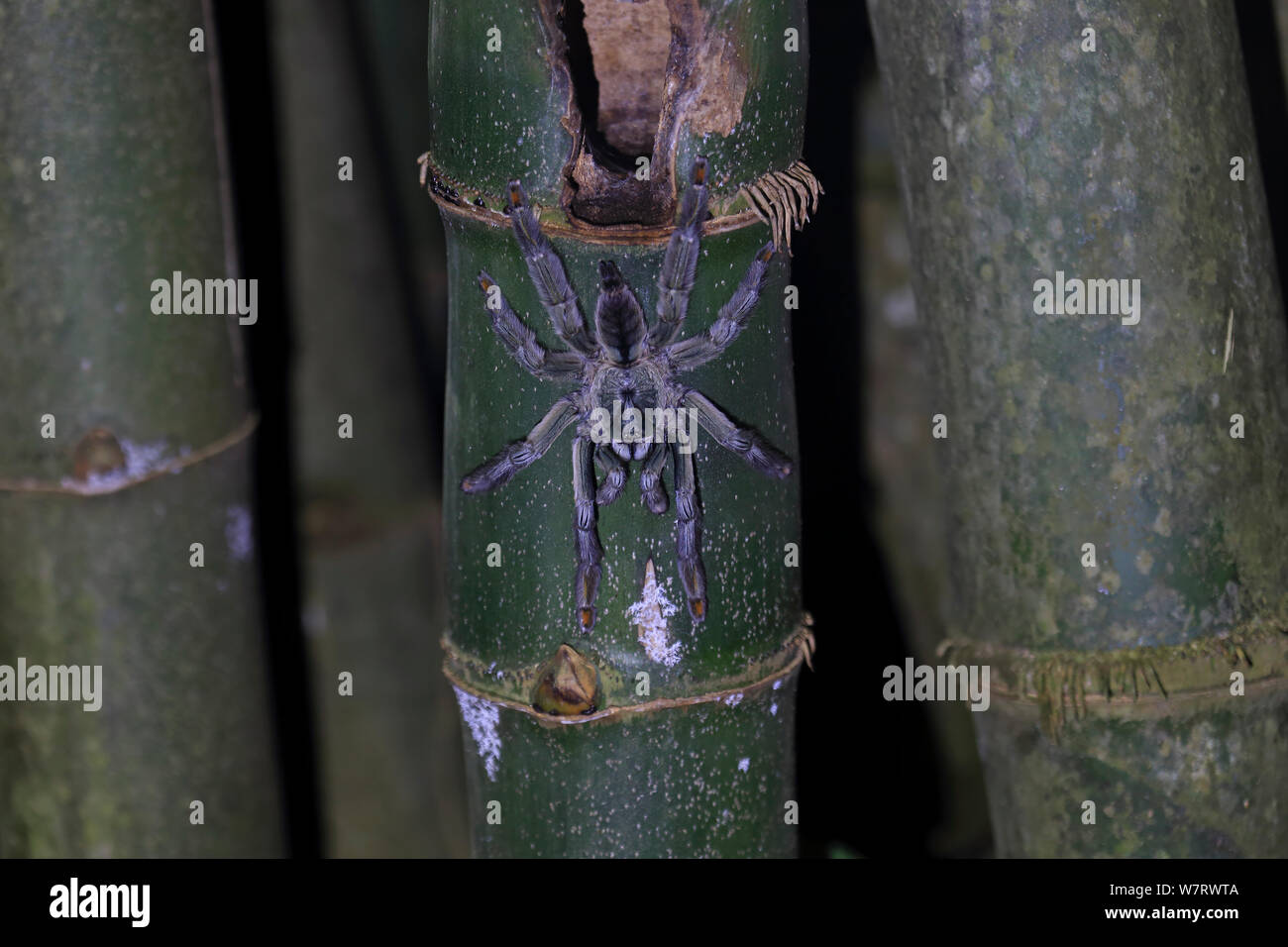 Plants of trinidad and tobago hi-res stock photography and images - Alamy