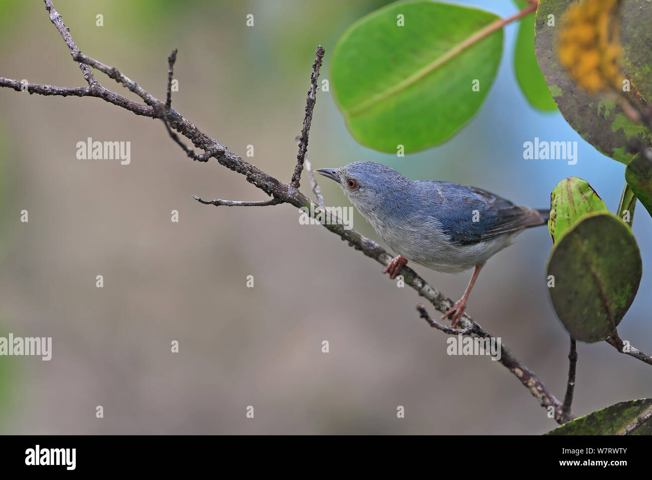 Bicoloured Conebill (Conirostrum bicolor bicolor) on twig,Trinidad ...