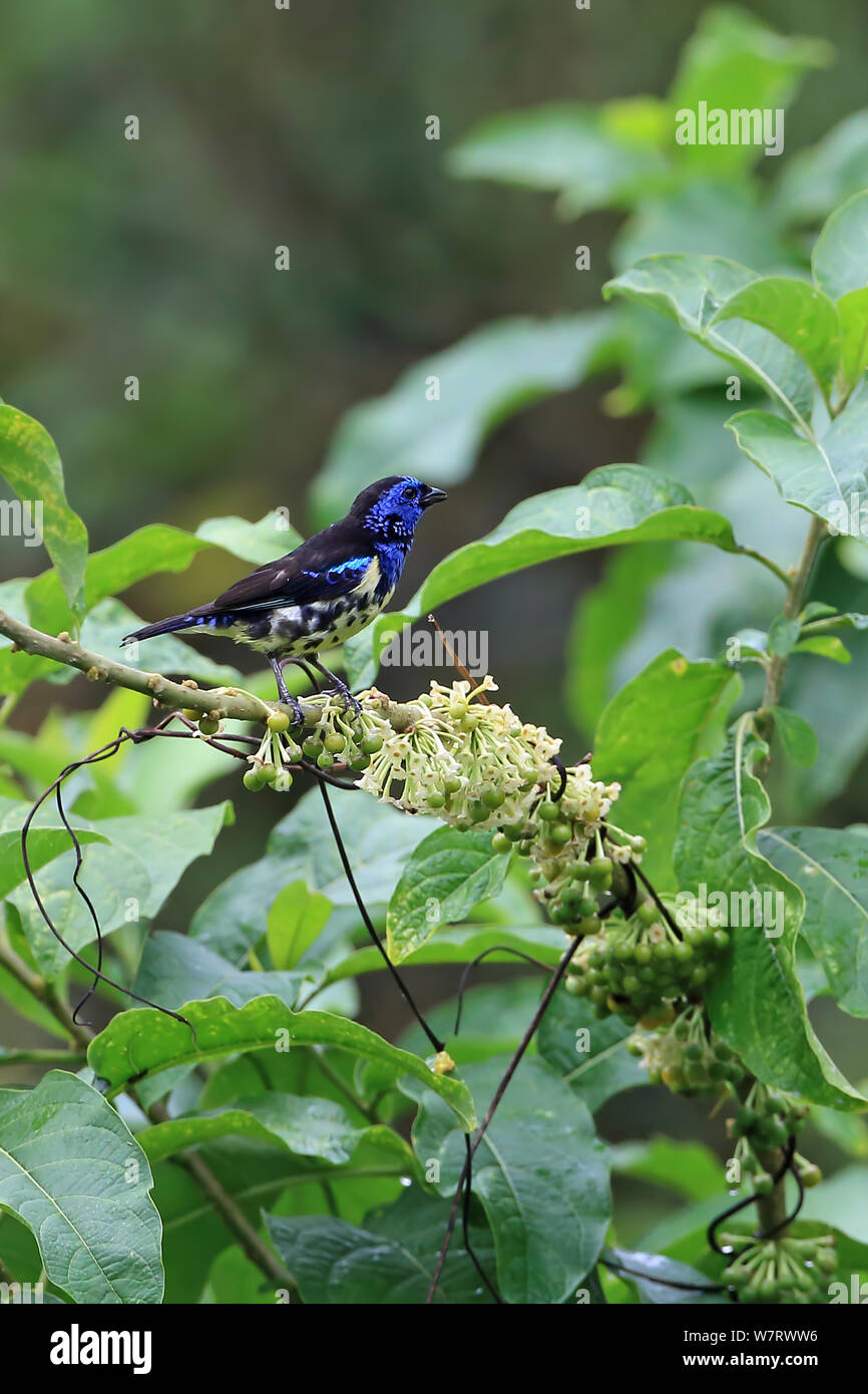 Turquoise Tanager (Tangara mexicana vieilloti) on fruiting bush ...