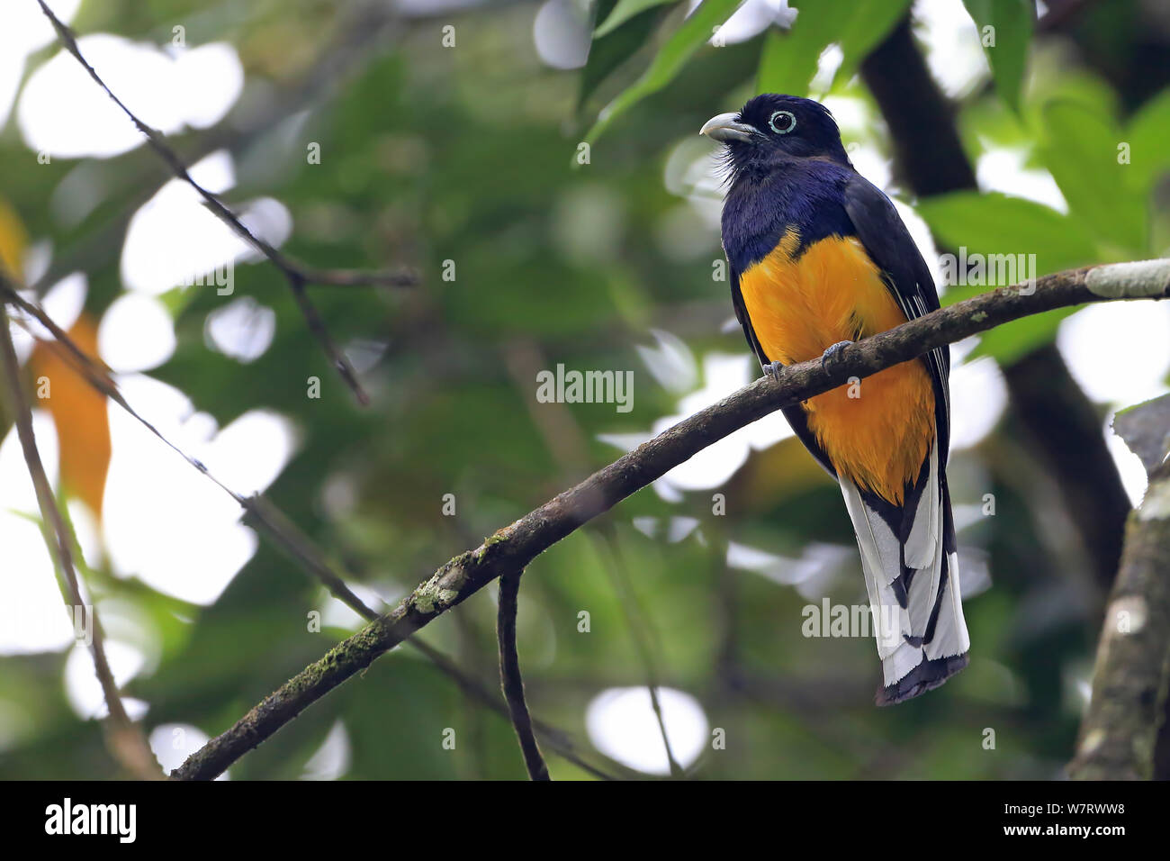 Green-backed Trogon (Trogon viridis viridis) Trinidad, Trinidad and ...