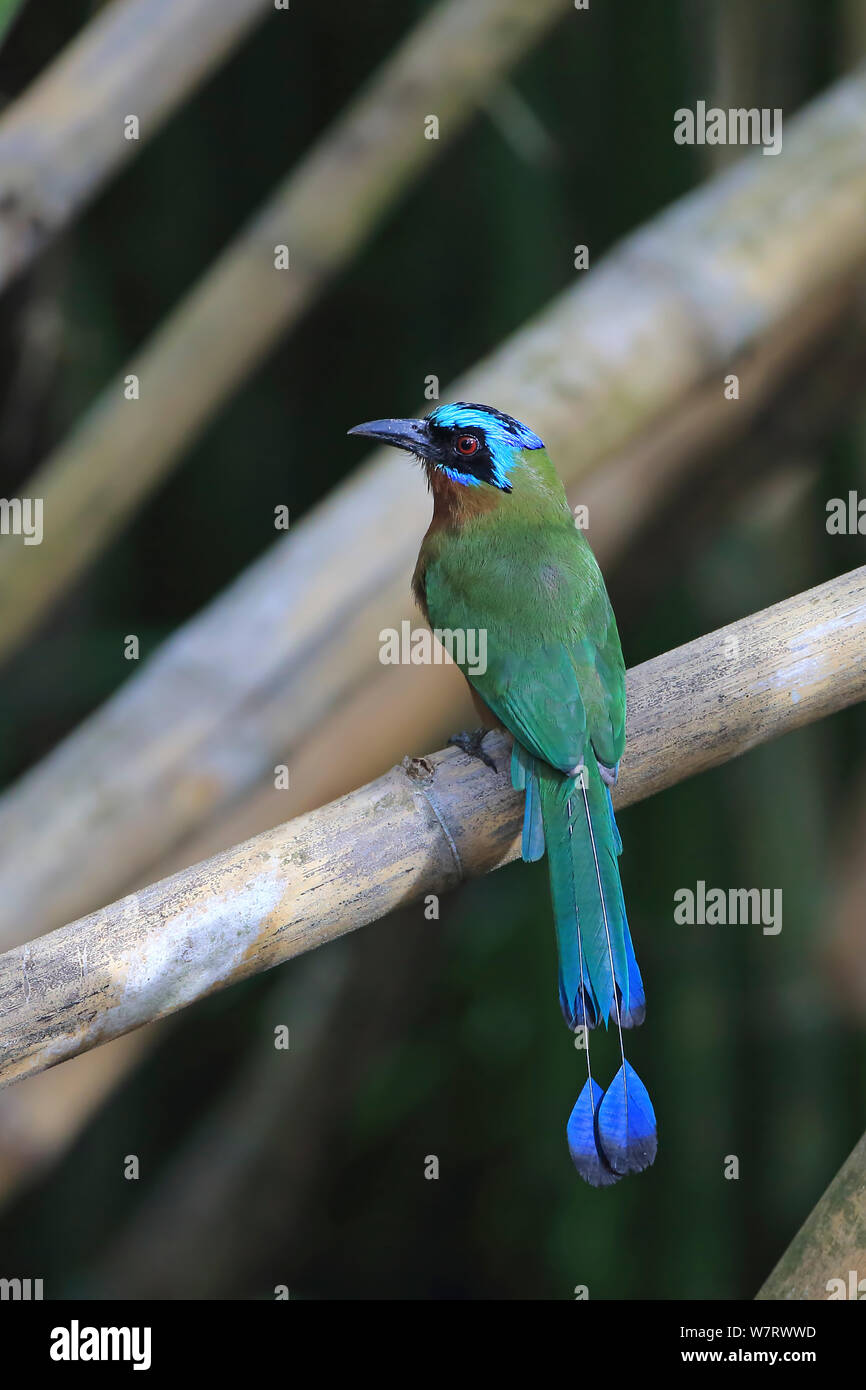 Trinidad Motmot (Momotus bahamensis) rear view, Tobago, Trinidad and ...