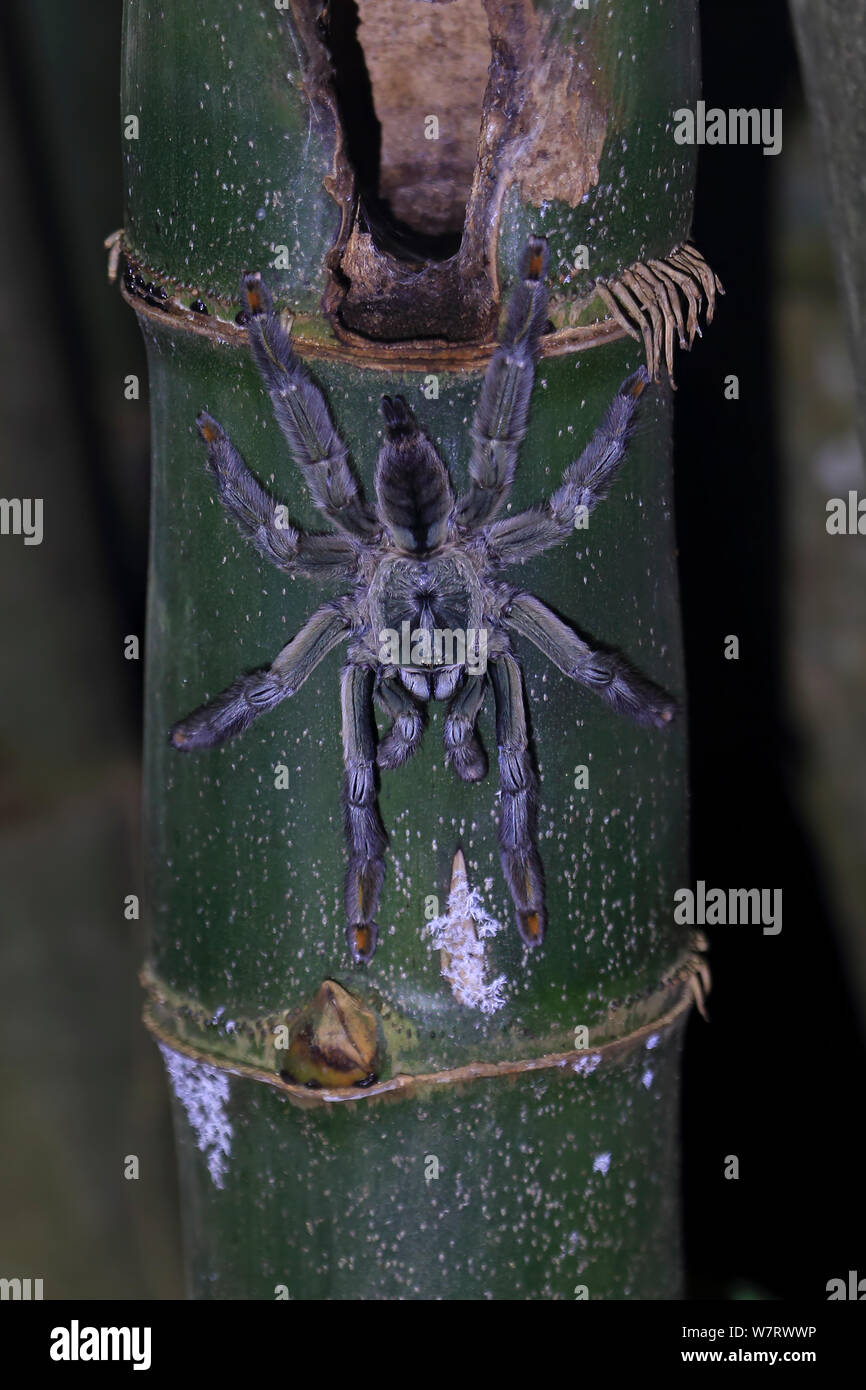 Trinidad Chevron Tarantula (Psalmopoeus cambridgei) on bamboo, Trinidad ...