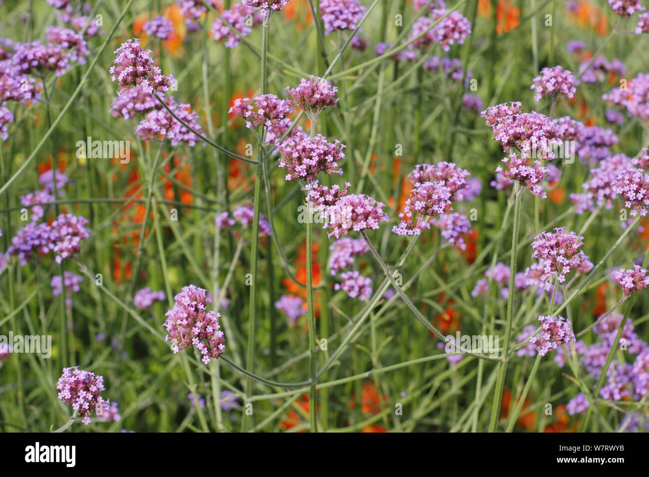 Verbena Bonariensis Garden Uk High Resolution Stock Photography and ...