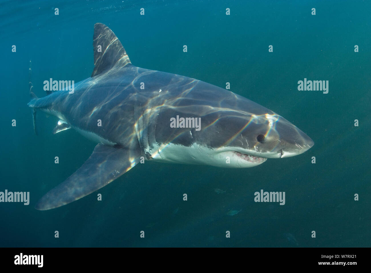 Shark profile hi-res stock photography and images - Alamy
