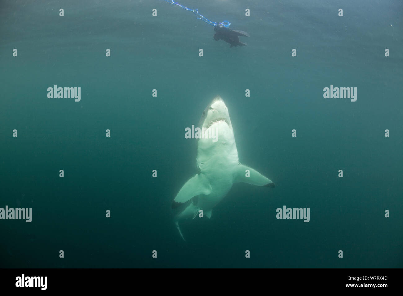 Great white shark hunting hi-res stock photography and images - Alamy