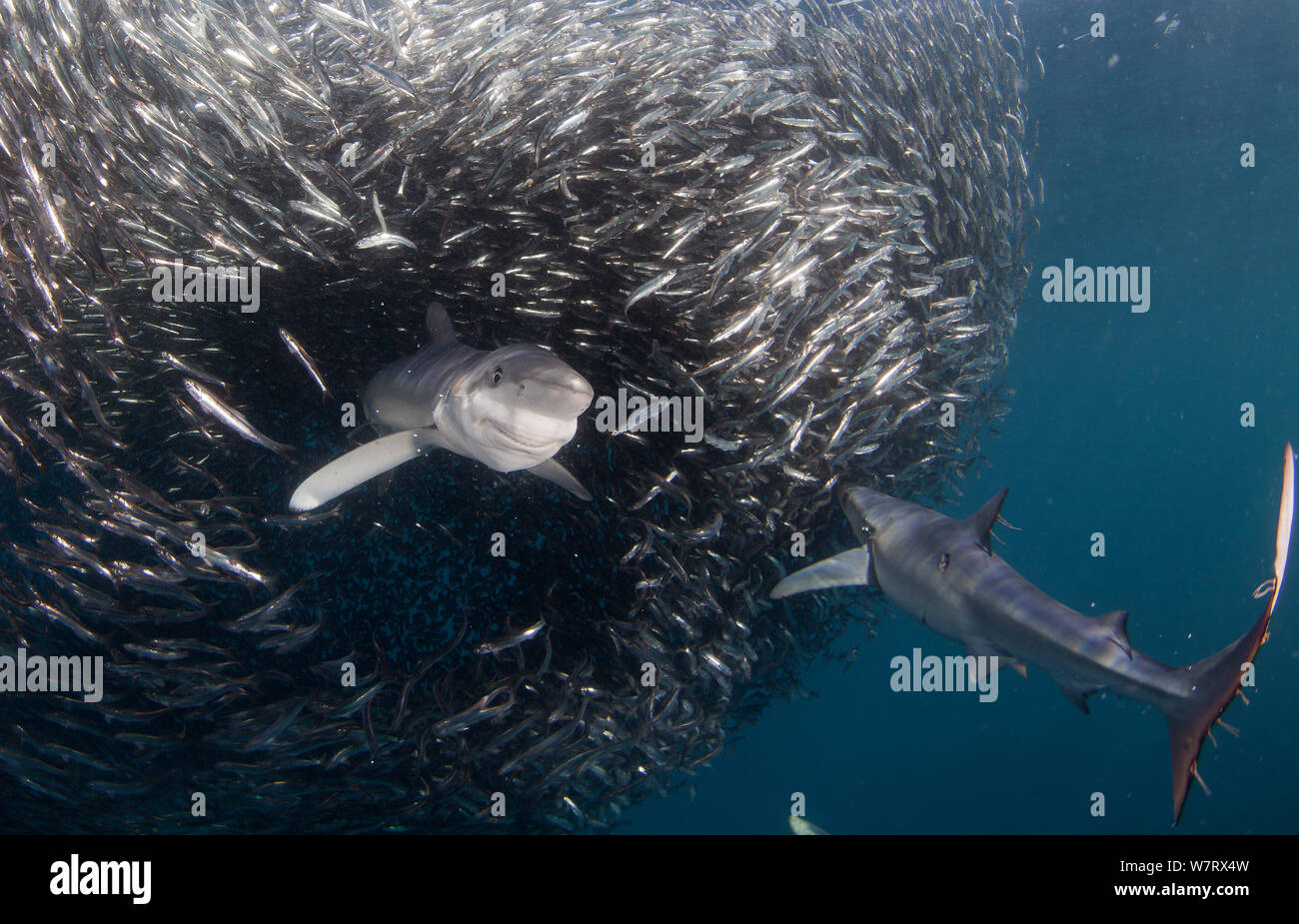 Jawed ball hi-res stock photography and images - Alamy