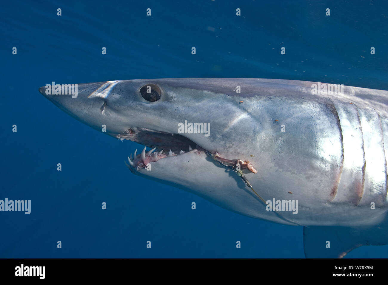 Mako Shark (Isurus oxyrinchus) with longline hooks in mouth, Cape Point ...