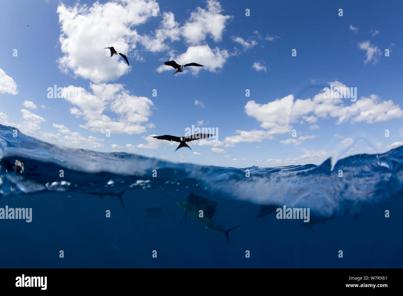 Indo Pacific Sailfish (Istiophorus platypterus) and Great frigate birds ...