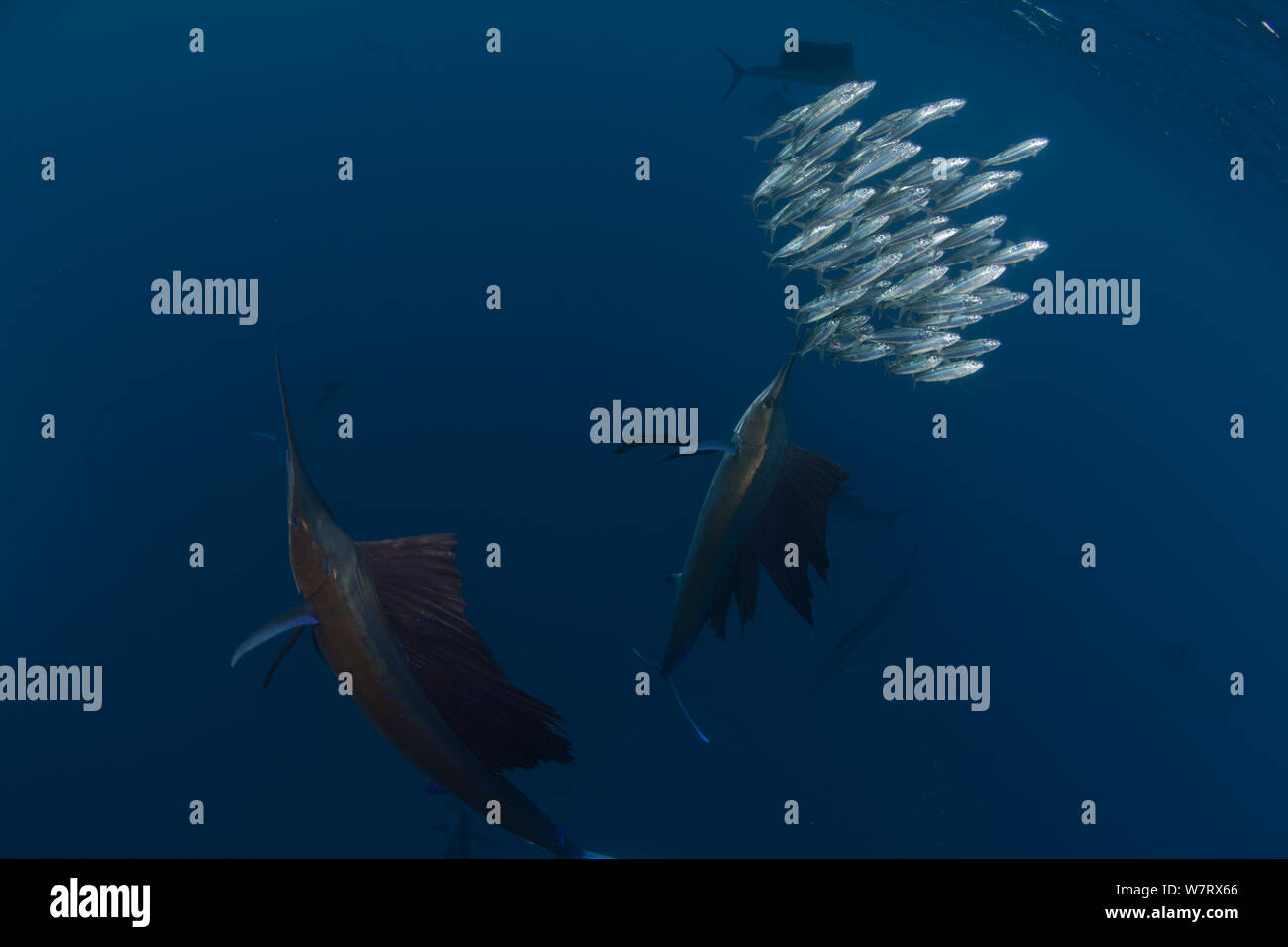 Indo Pacific Sailfish (Istiophorus platypterus) feeding on sardines ...
