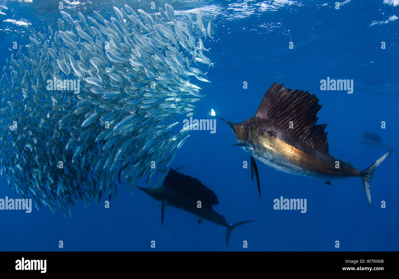Istiophorus Platypterus Sailfish High Resolution Stock Photography and ...