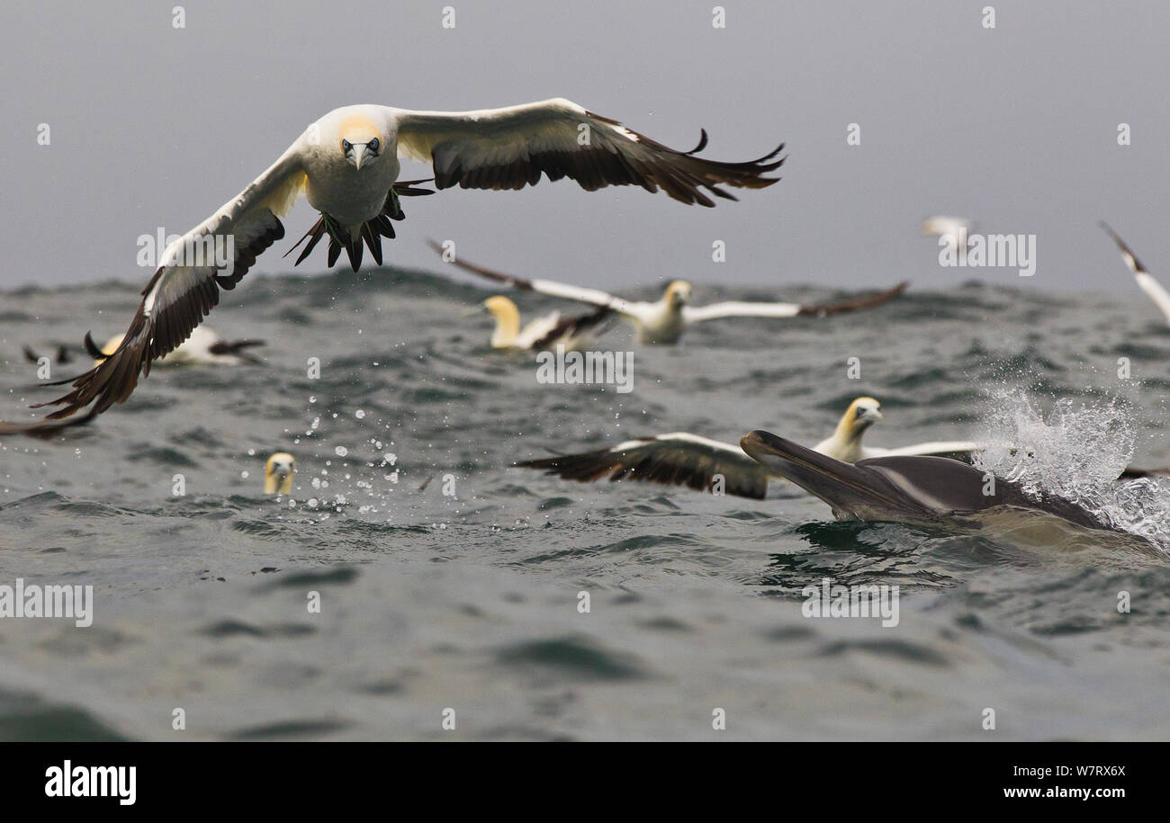 Dolphin eating fish hi-res stock photography and images - Alamy