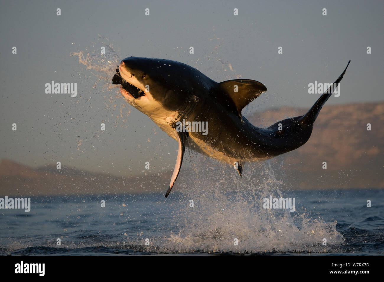 Great White Shark Jumping For Seal