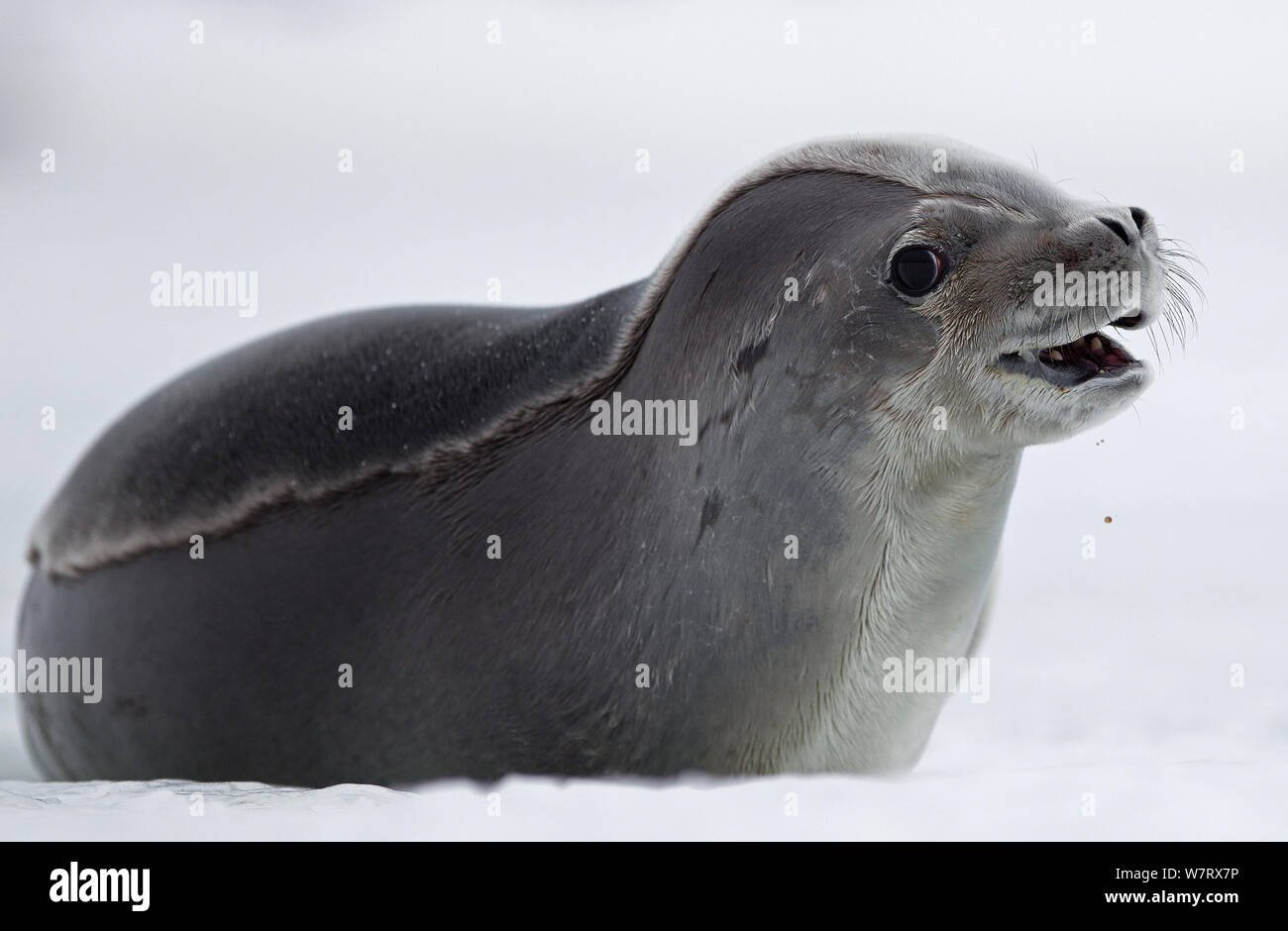 Crabeater seal hi-res stock photography and images - Alamy
