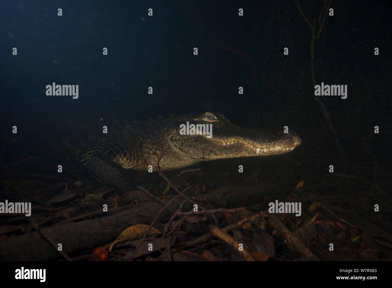 Alligator underwater florida hi-res stock photography and images - Alamy