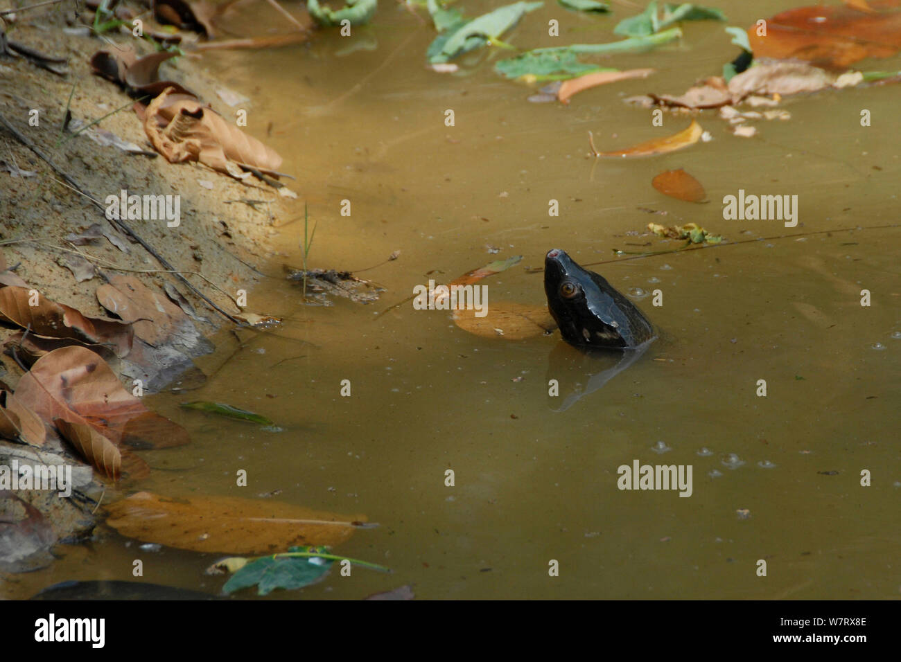 Northern river terrapin (Batagur baska), Bhawal National Park ...
