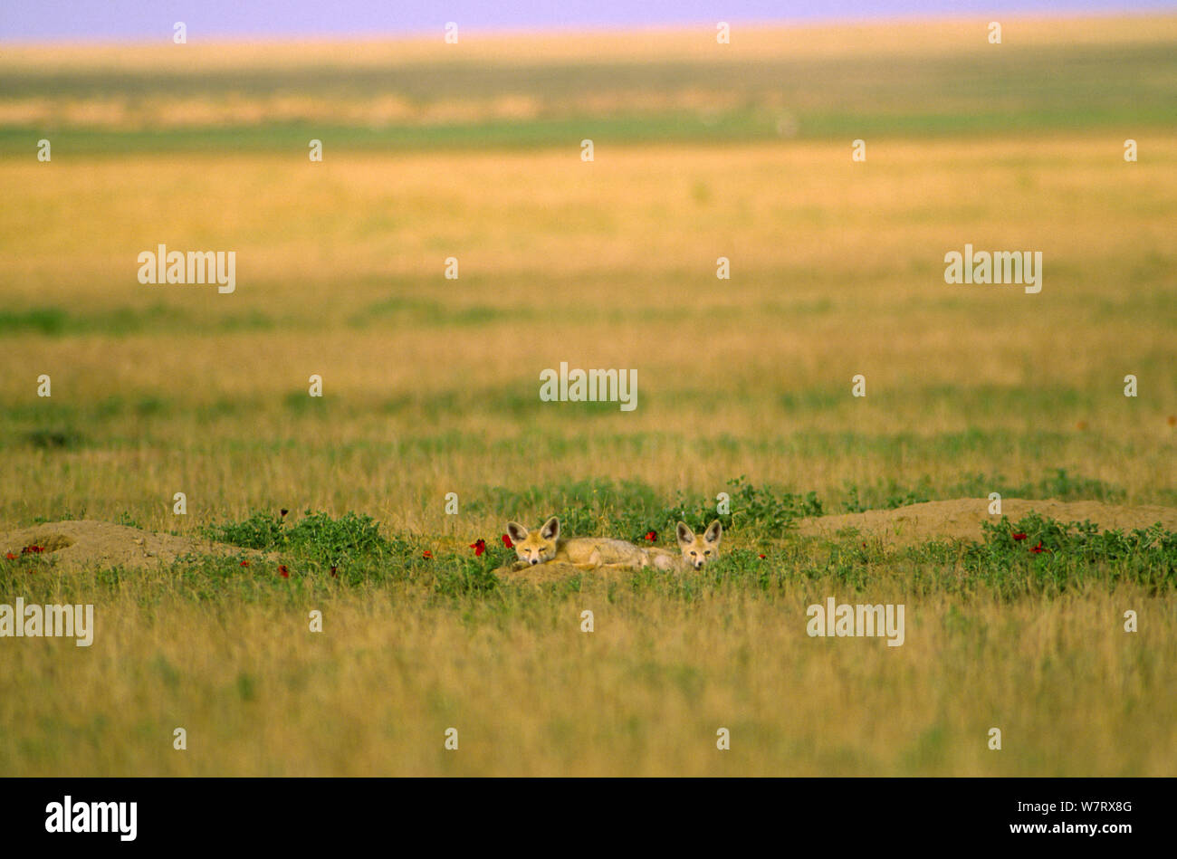 Two Red foxes (Vulpes vulpes), Badkhyz Reserve, Turkmenistan Stock ...