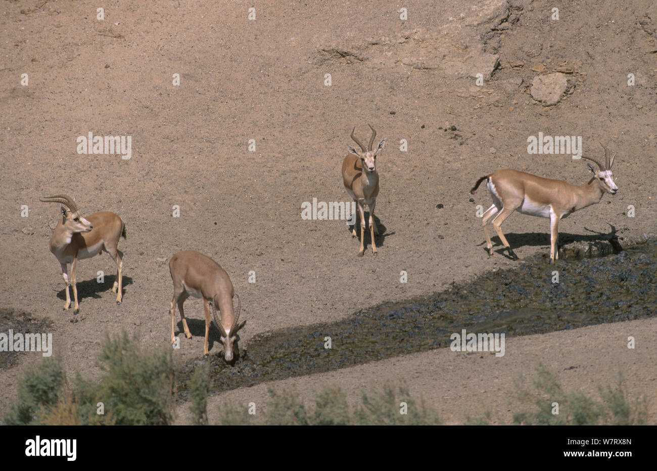 Group of male Goitered gazelles (Gazella subgutturosa) feeding on a ...