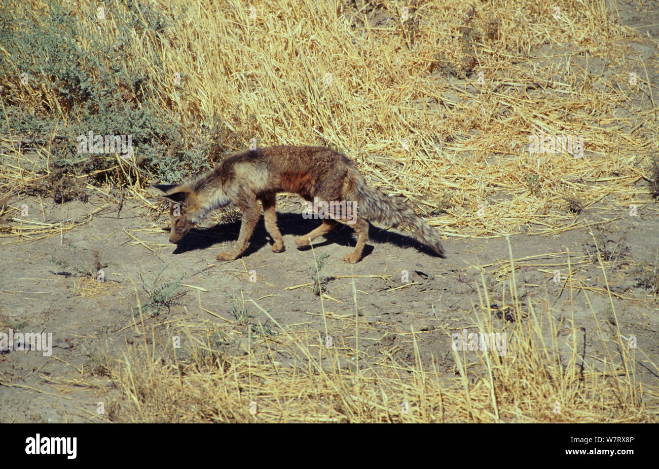 Corsac fox (Vulpes corsac), Badkhyz Reserve, Turkmenistan Stock Photo ...