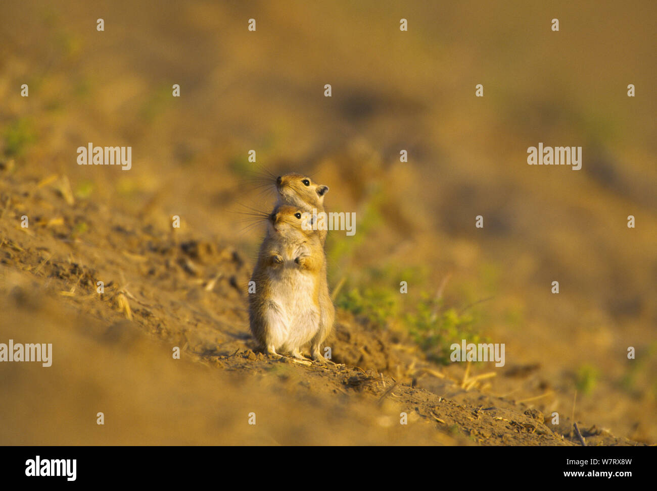 Rhombomys alaschanicus hi-res stock photography and images - Alamy