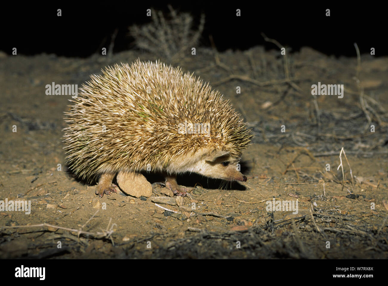 Long-eared hedgehog (Hemiechinus auritus) at night, Touran Protected ...