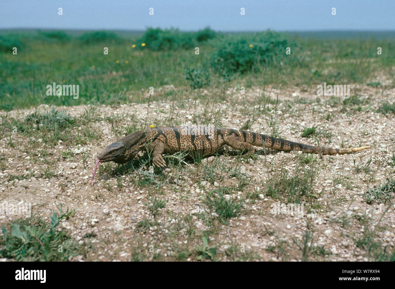 Desert monitor (Varanus griseus) smelling the air with its tongue ...